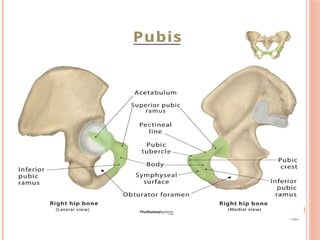 Hip bone ppt anatomy Mbbs Bams osteology | PDF
