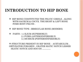 Hip bone ppt anatomy Mbbs Bams osteology | PDF