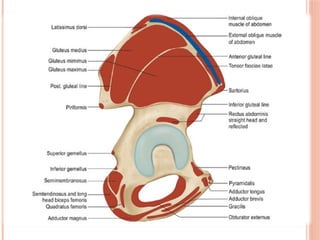 Hip bone ppt anatomy Mbbs Bams osteology | PDF