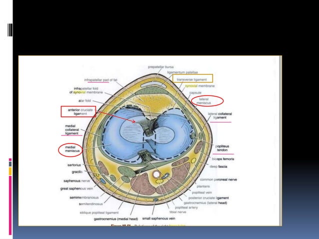 MRI KNEE JOINT ANATOMY | PPTX | 3-D Graphics | Computer Software and ...