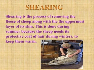 NIKHIL KUMAR FABRIC FROM FIBRE PPT.pptx