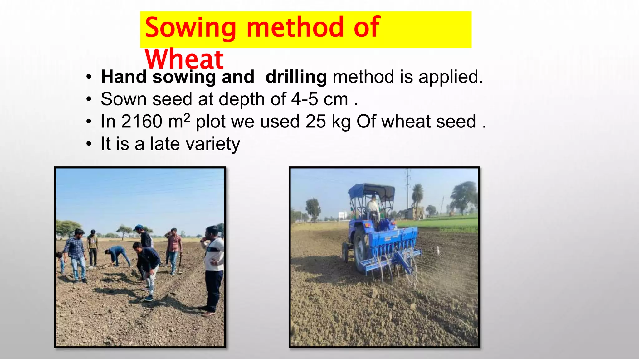 Seed production Technology | PPTX