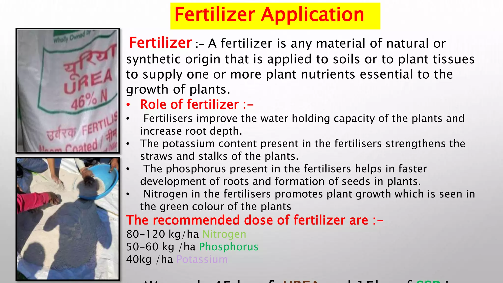 Seed production Technology | PPTX