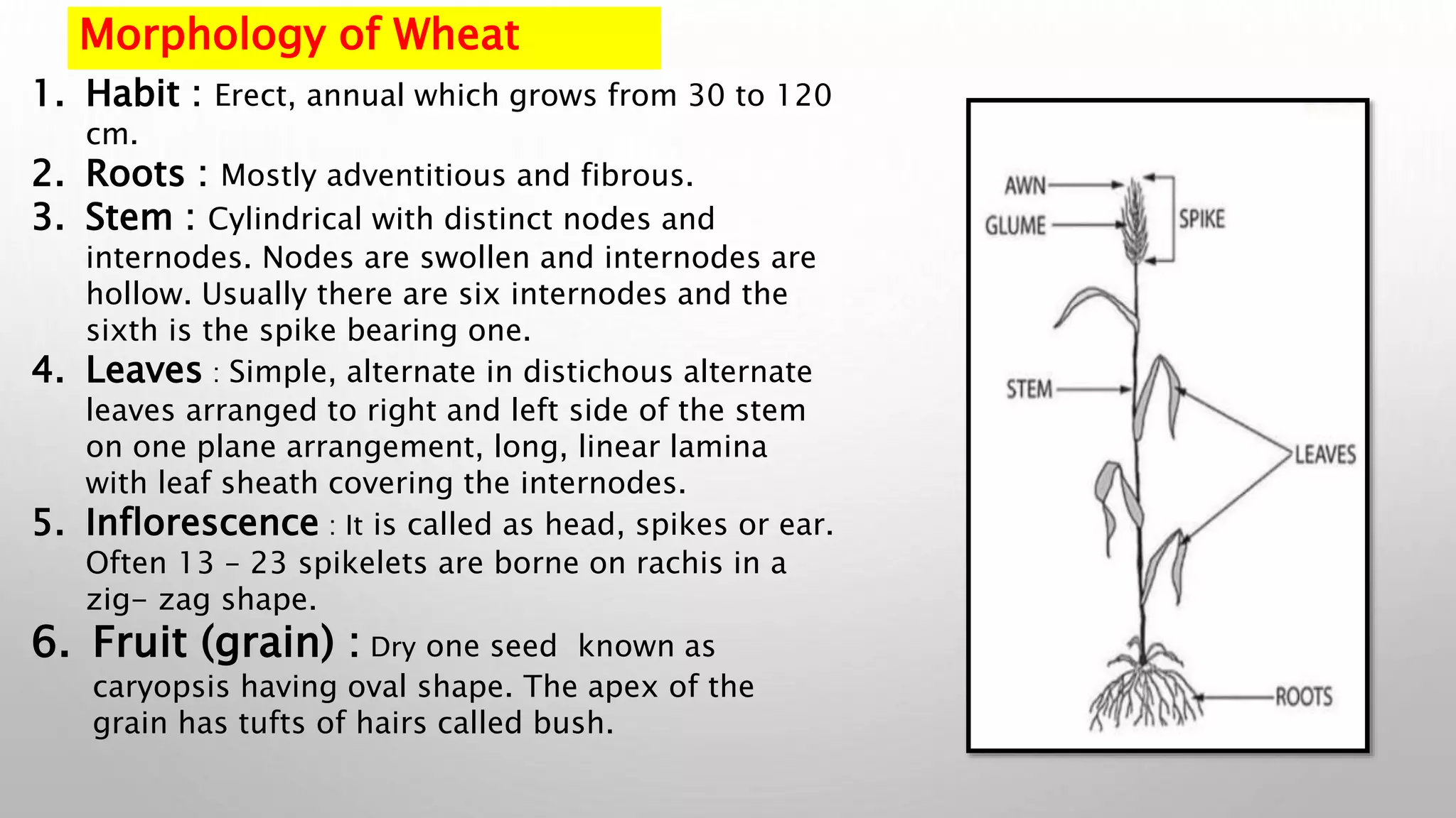 Seed production Technology | PPTX