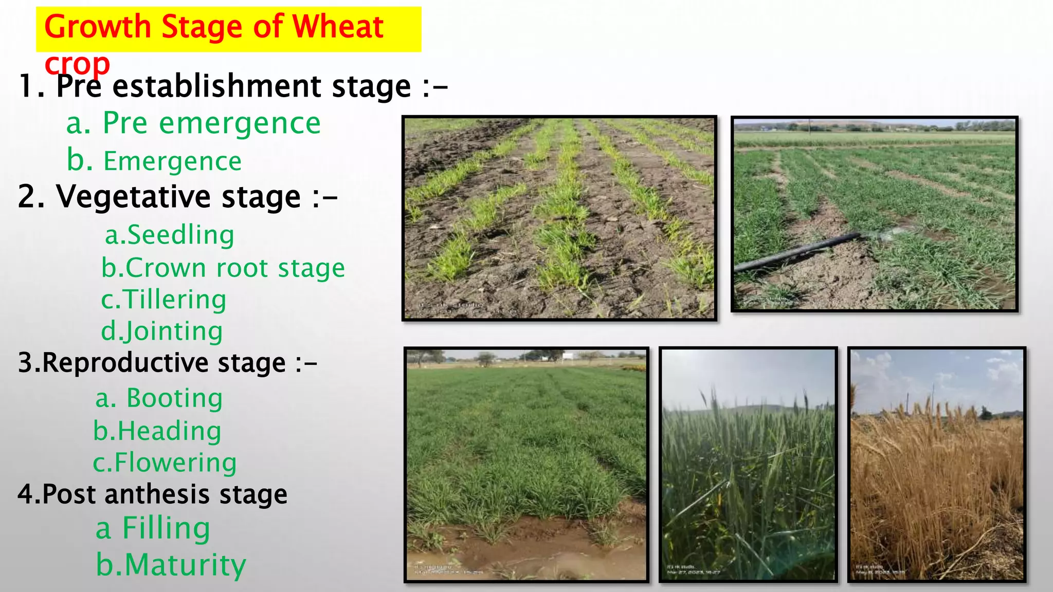 Seed production Technology | PPTX