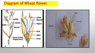 Seed production Technology | PPTX