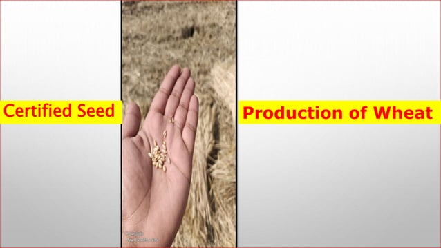 Seed production Technology | PPTX