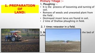 Seed production Technology | PPTX