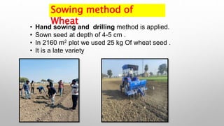 Seed production Technology | PPTX