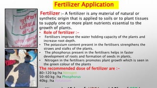 Seed production Technology | PPTX