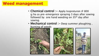 Seed production Technology | PPTX