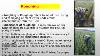 Seed production Technology | PPTX