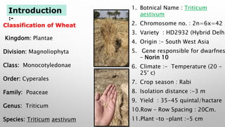Seed production Technology | PPTX