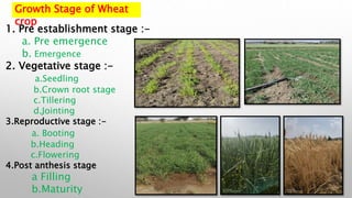 Seed production Technology | PPTX