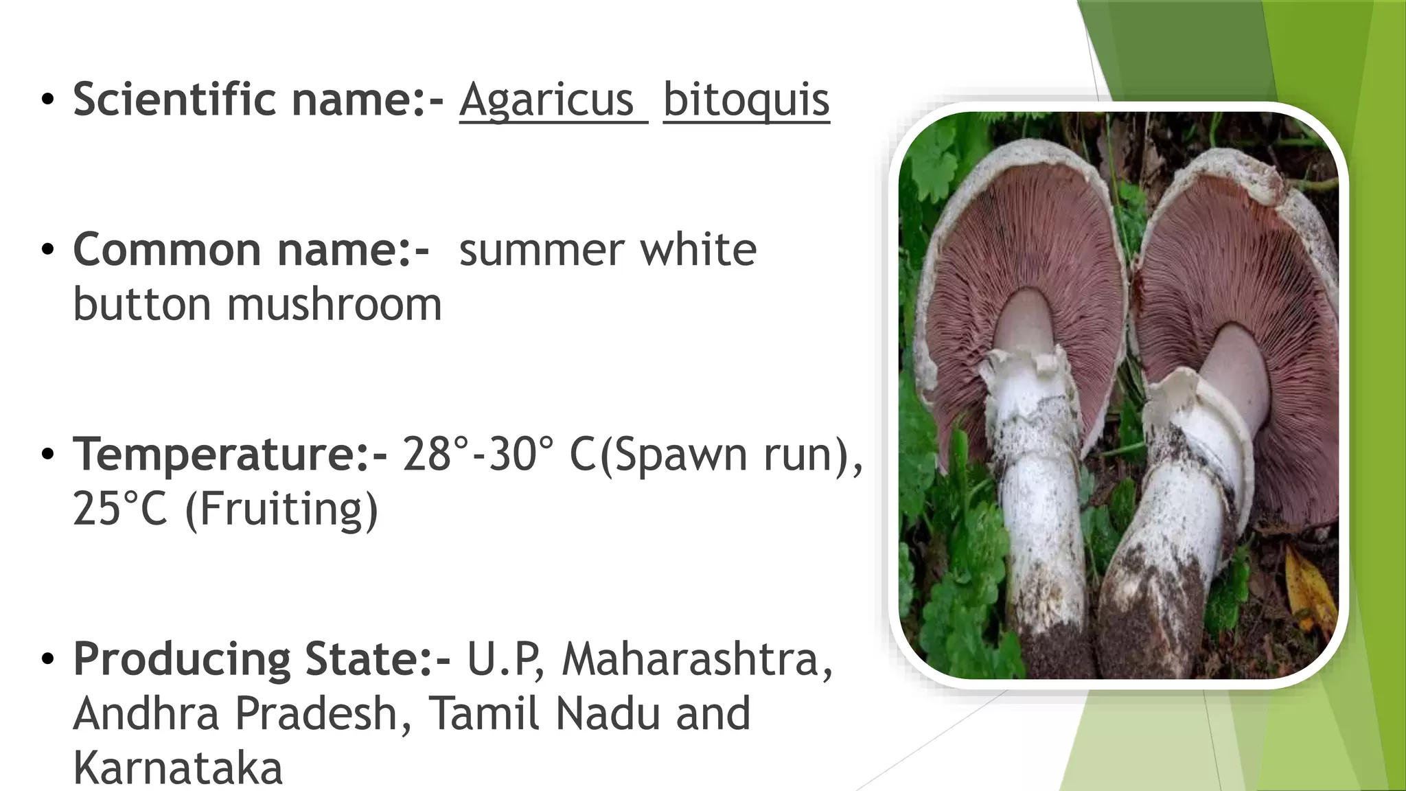 Mushroom Cultivation and Spawn Production technology | PPTX