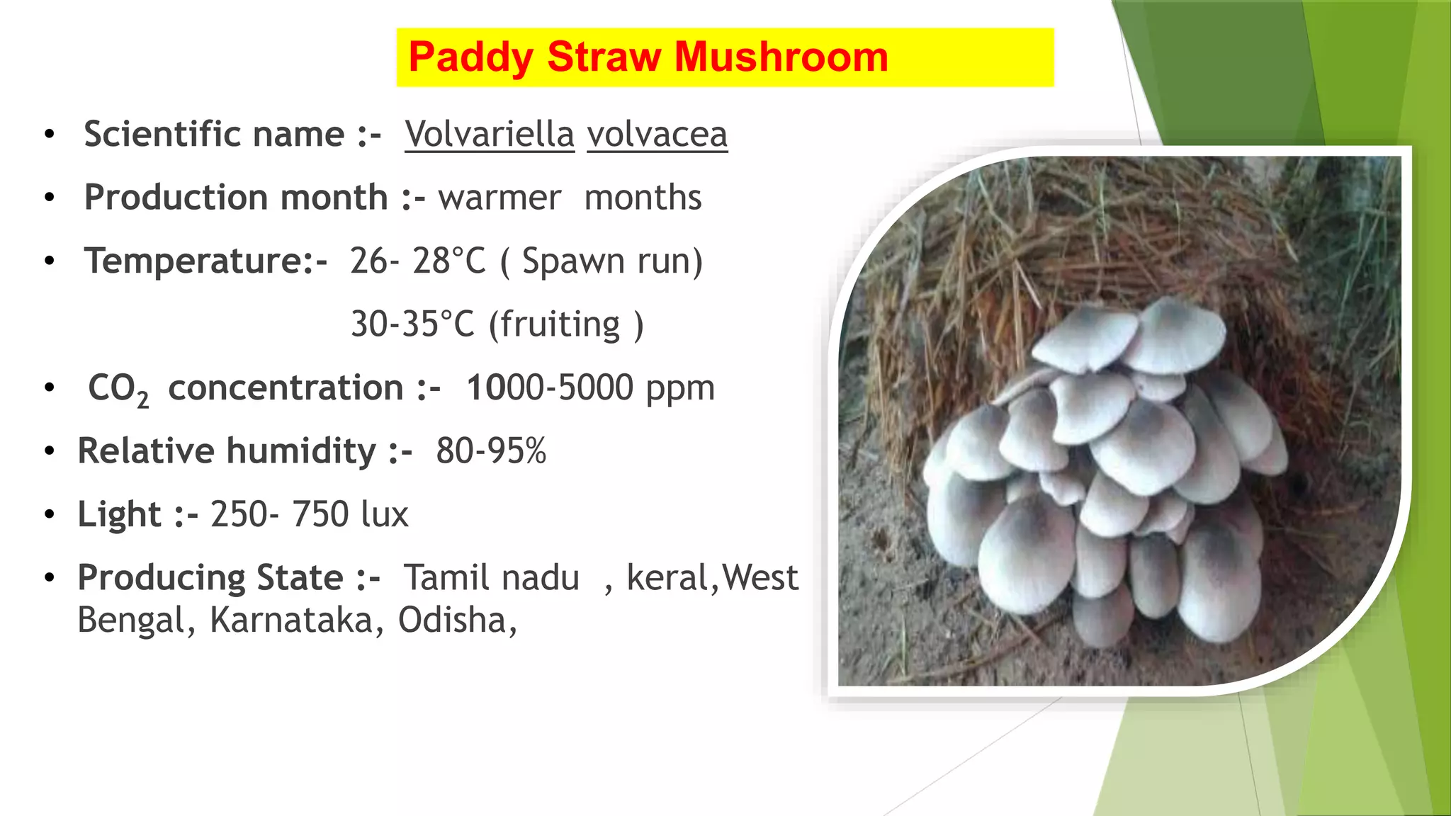 Mushroom Cultivation and Spawn Production technology | PPTX