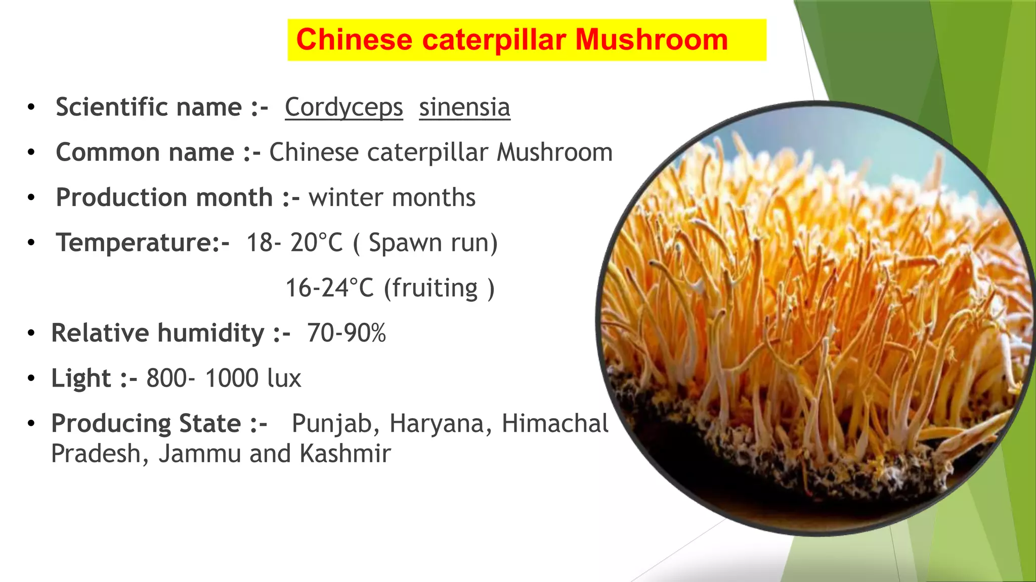 Mushroom Cultivation and Spawn Production technology | PPTX