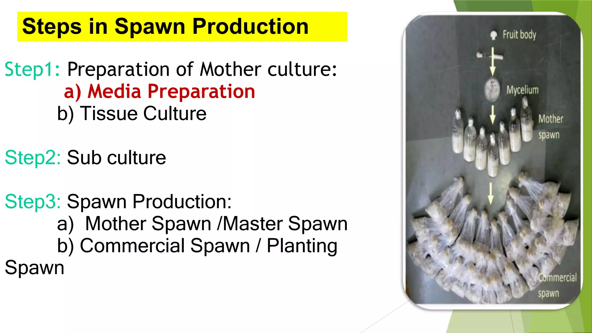 Mushroom Cultivation and Spawn Production technology | PPTX | Heart and Cardiovascular Diseases ...