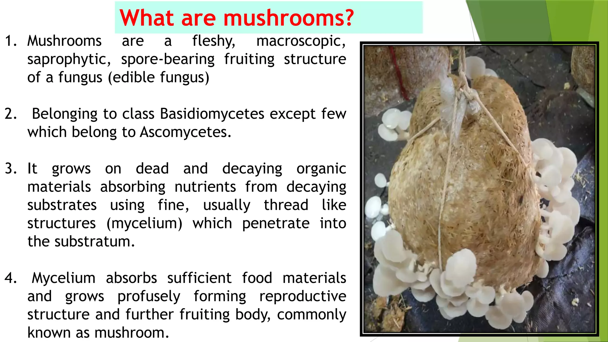 Mushroom Cultivation and Spawn Production technology | PPTX