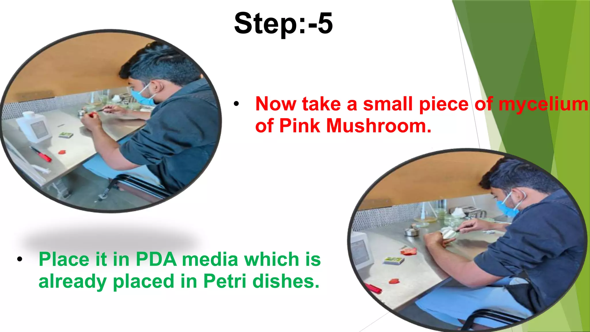 Mushroom Cultivation and Spawn Production technology | PPTX