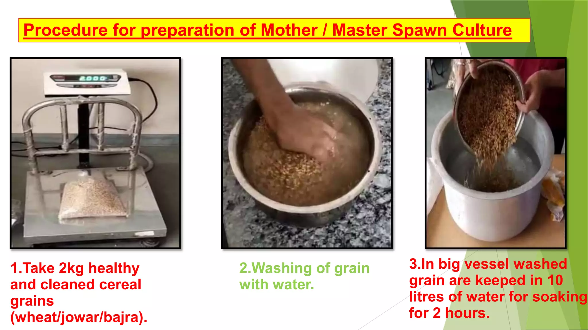 Mushroom Cultivation and Spawn Production technology | PPTX