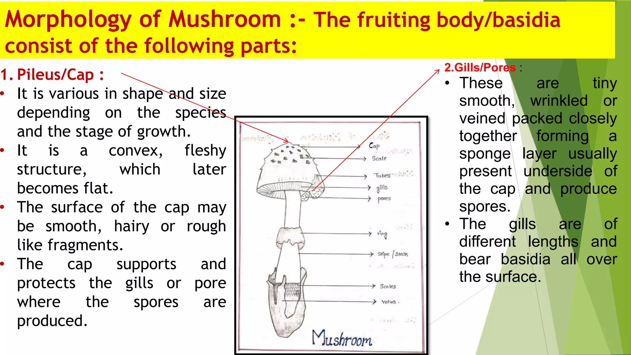 Mushroom Cultivation and Spawn Production technology | PPTX