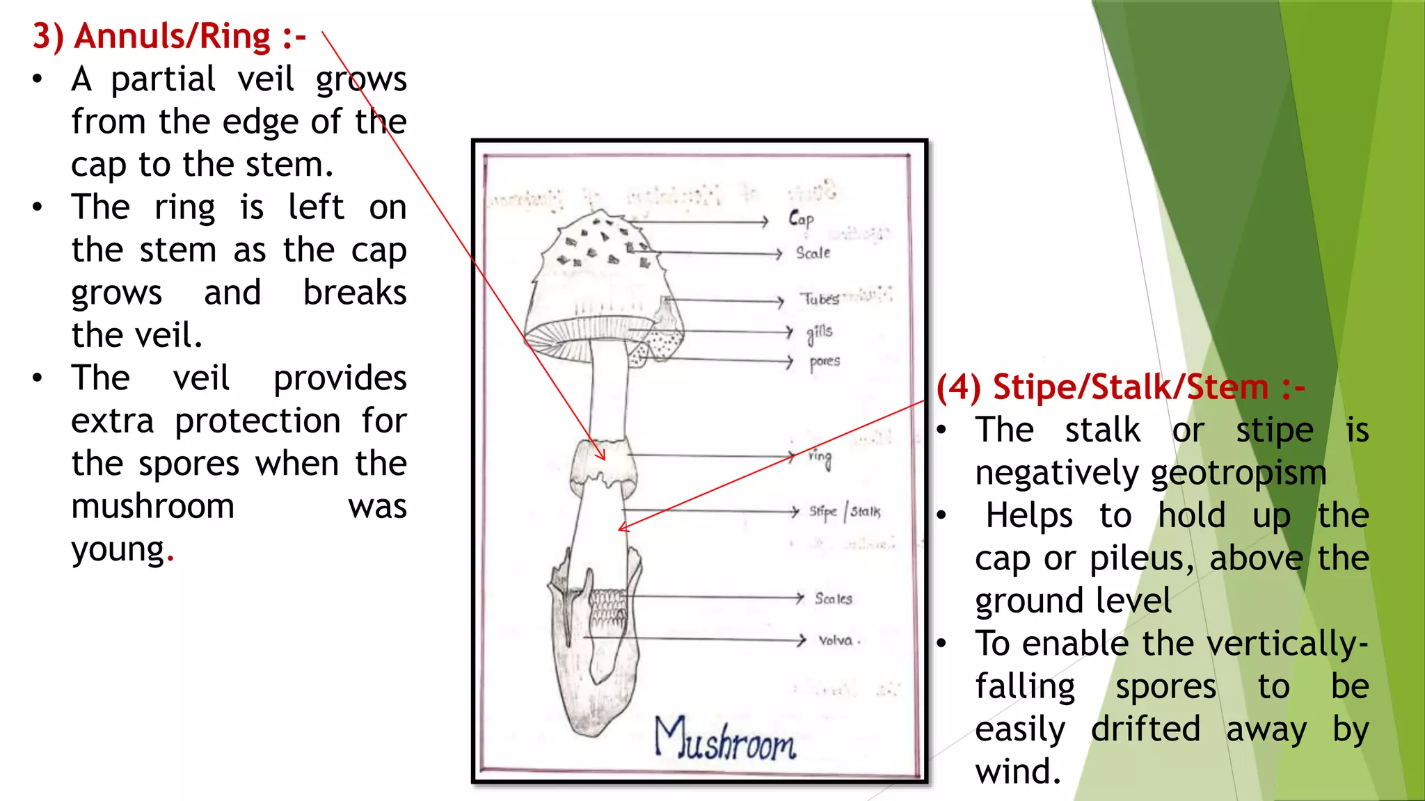 Mushroom Cultivation and Spawn Production technology | PPTX
