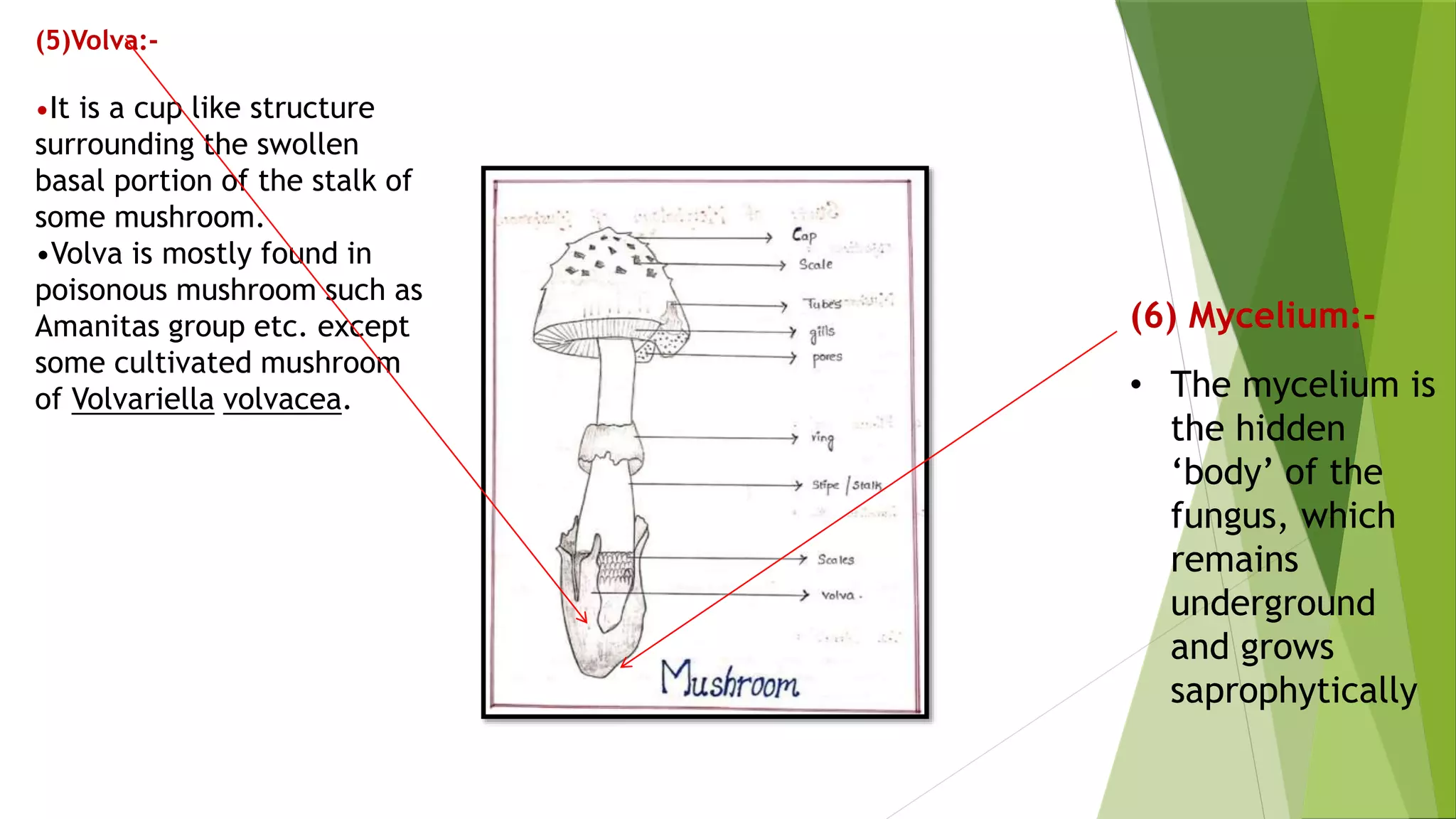Mushroom Cultivation and Spawn Production technology | PPTX