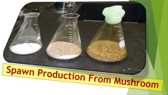 Mushroom Cultivation and Spawn Production technology | PPTX | Heart and ...
