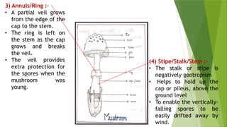 Mushroom Cultivation and Spawn Production technology | PPTX