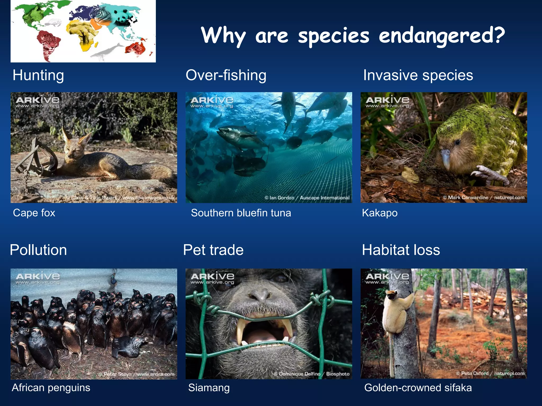 Endangered Species | PPT