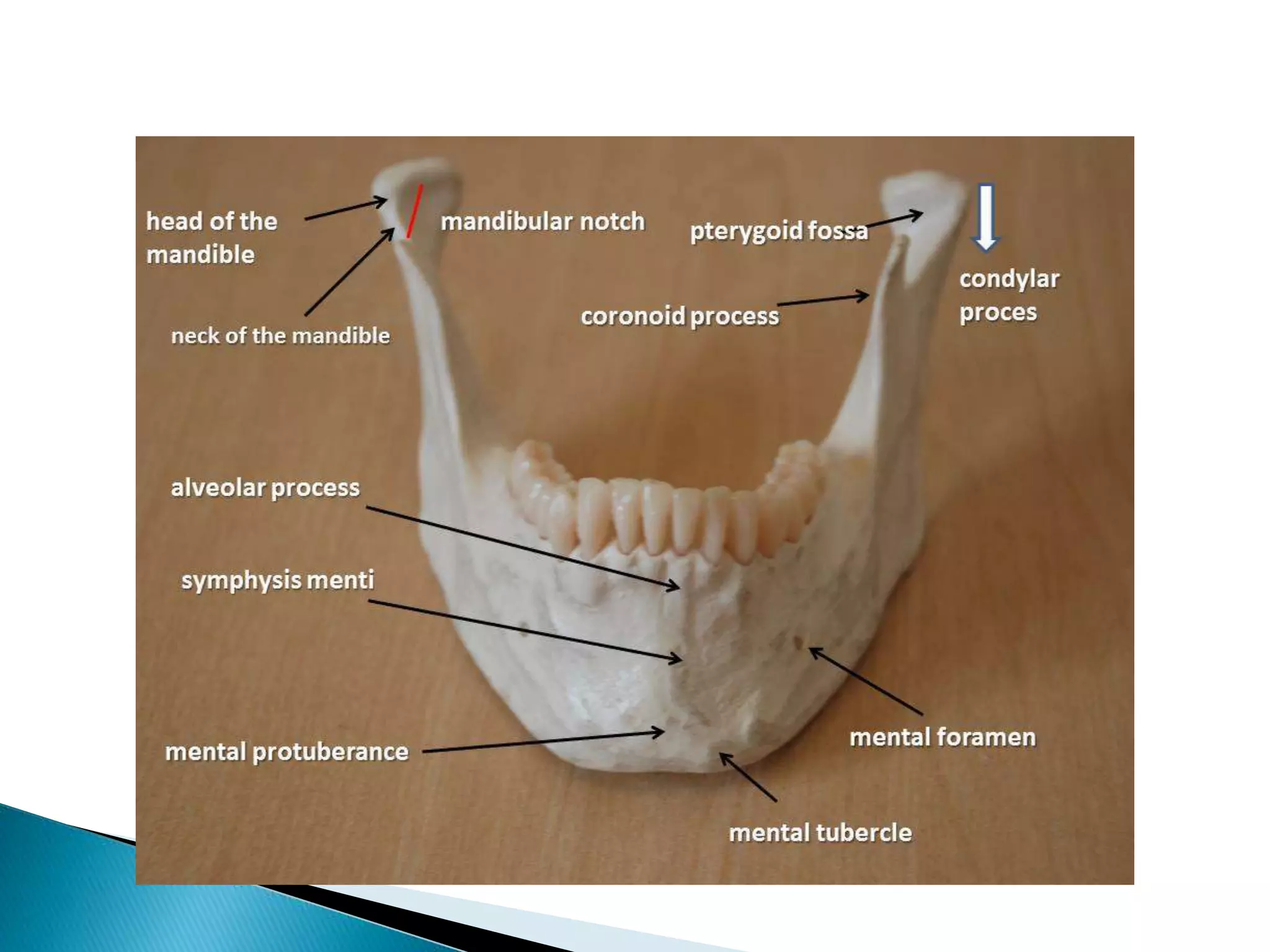 Anatomy and Development of Mandible | PPTX