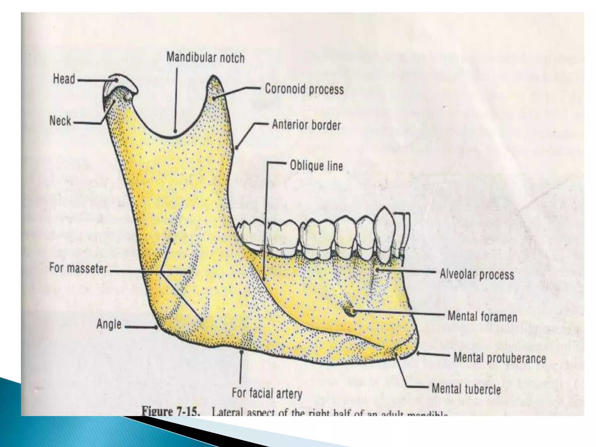 Anatomy and Development of Mandible | PPTX