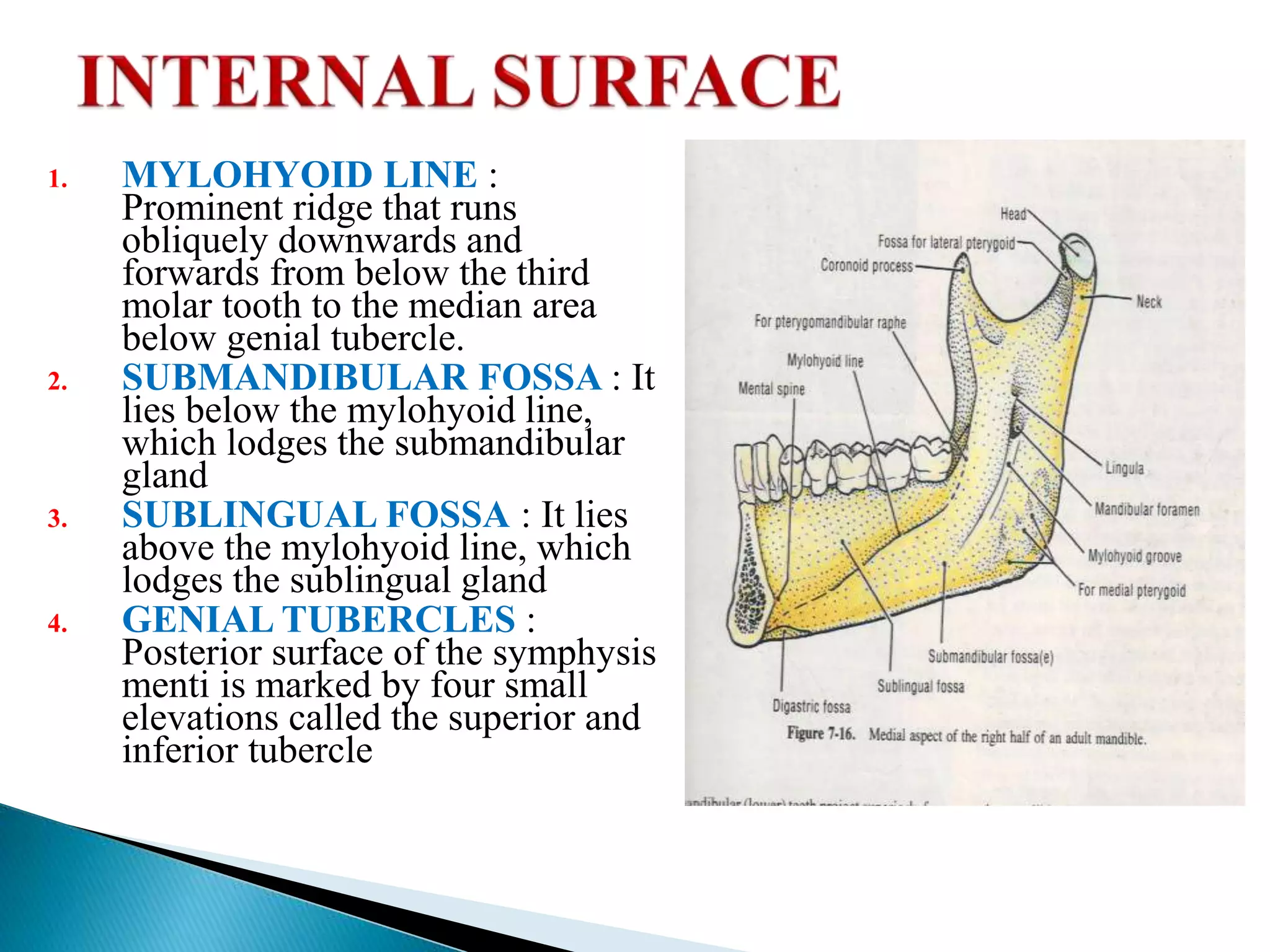 Anatomy and Development of Mandible | PPTX