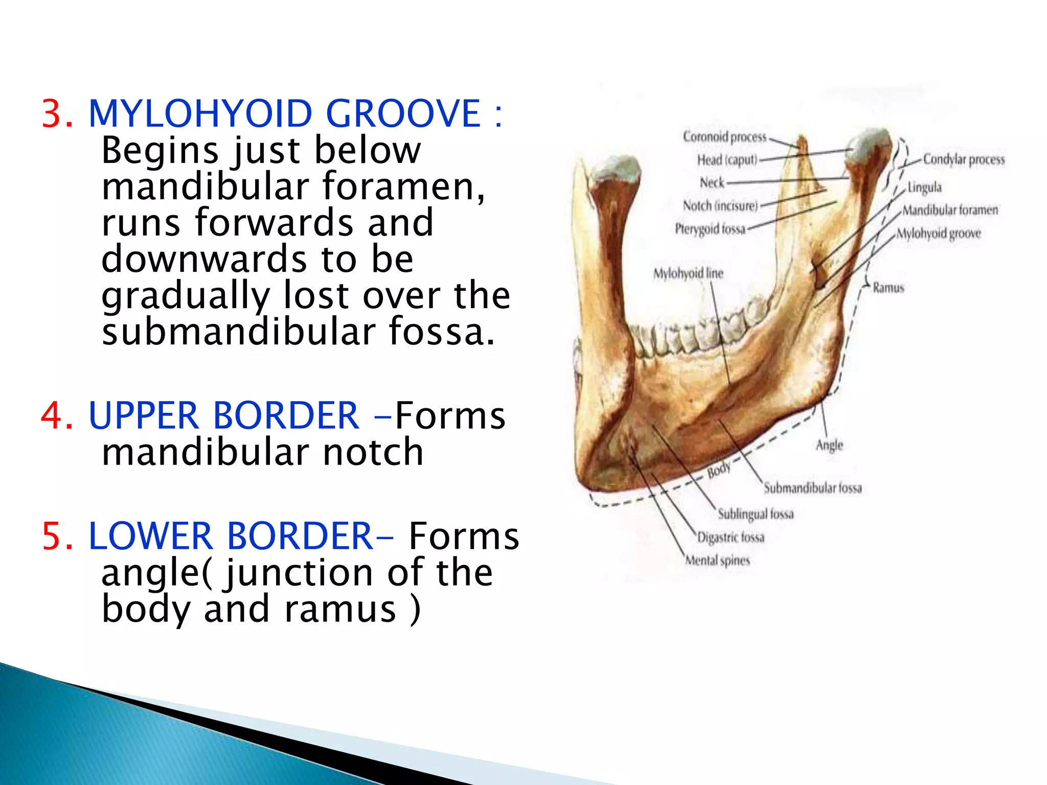 Anatomy and Development of Mandible | PPTX