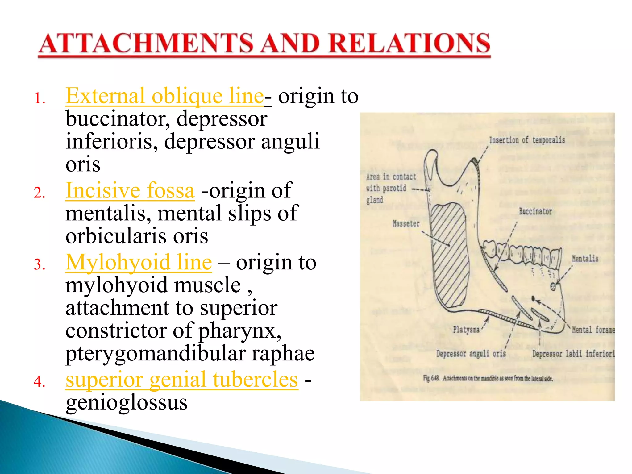 Anatomy and Development of Mandible | PPTX