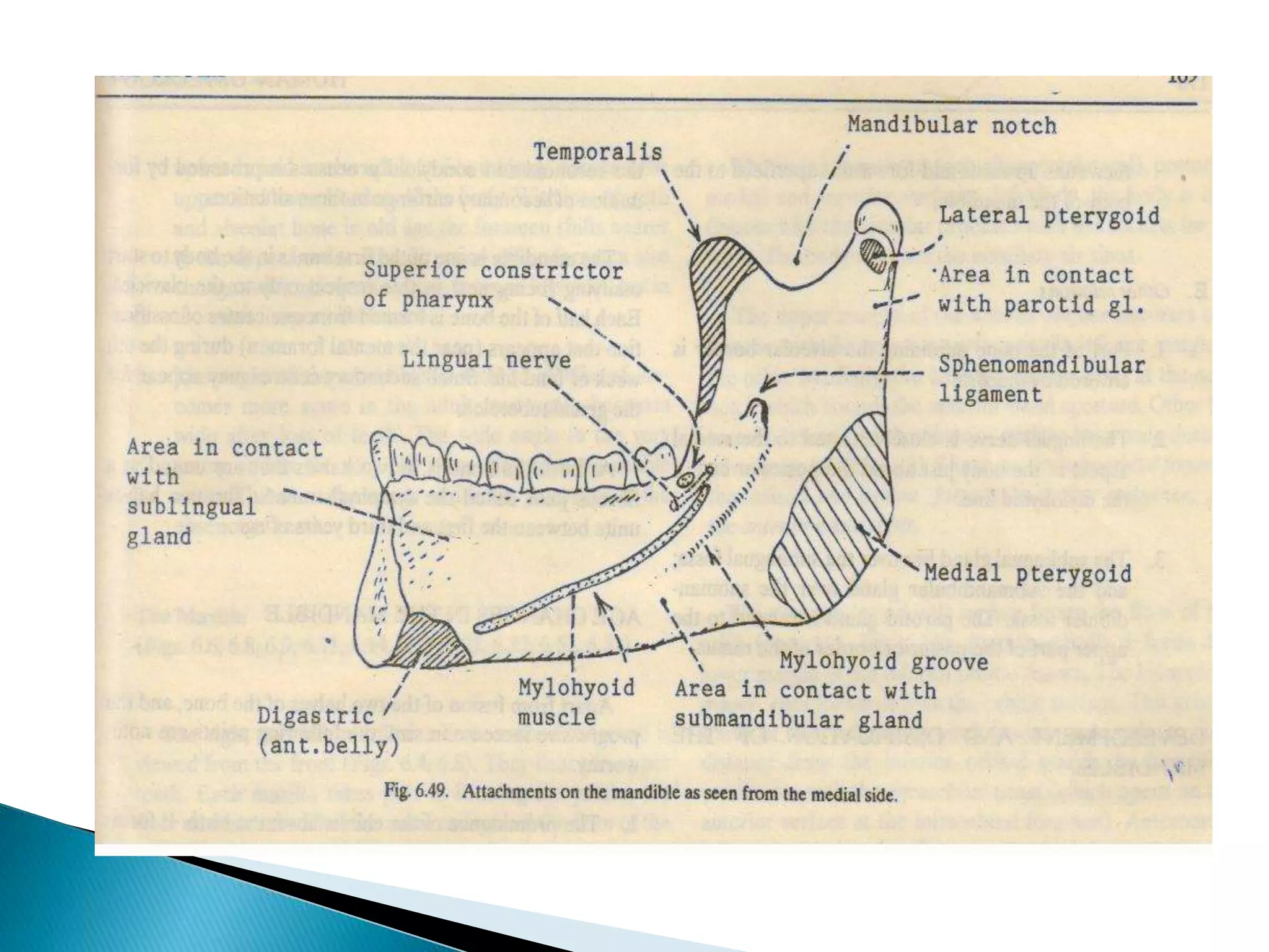 Anatomy and Development of Mandible | PPTX