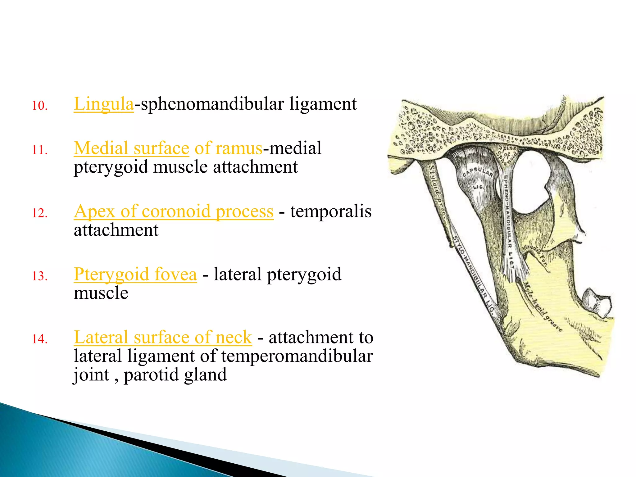 Anatomy and Development of Mandible | PPTX