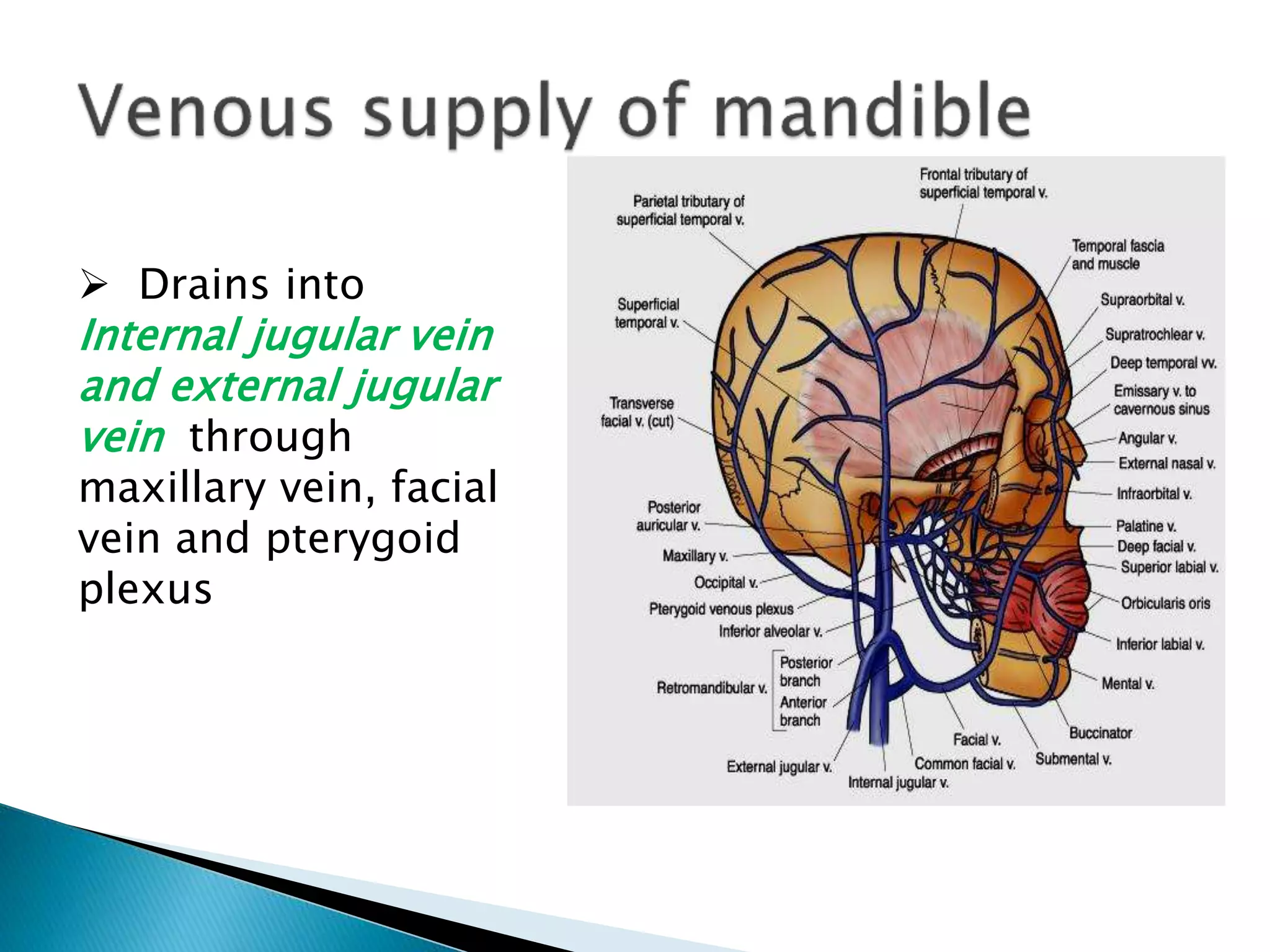 Anatomy and Development of Mandible | PPTX