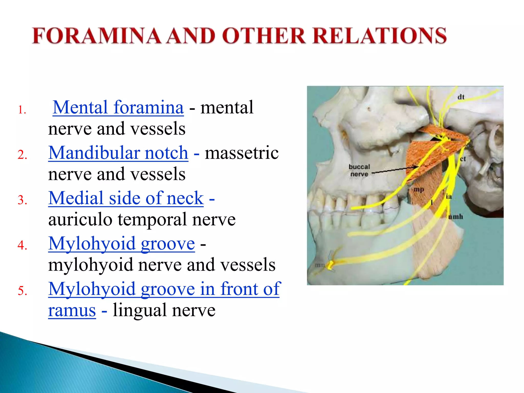 Anatomy and Development of Mandible | PPTX