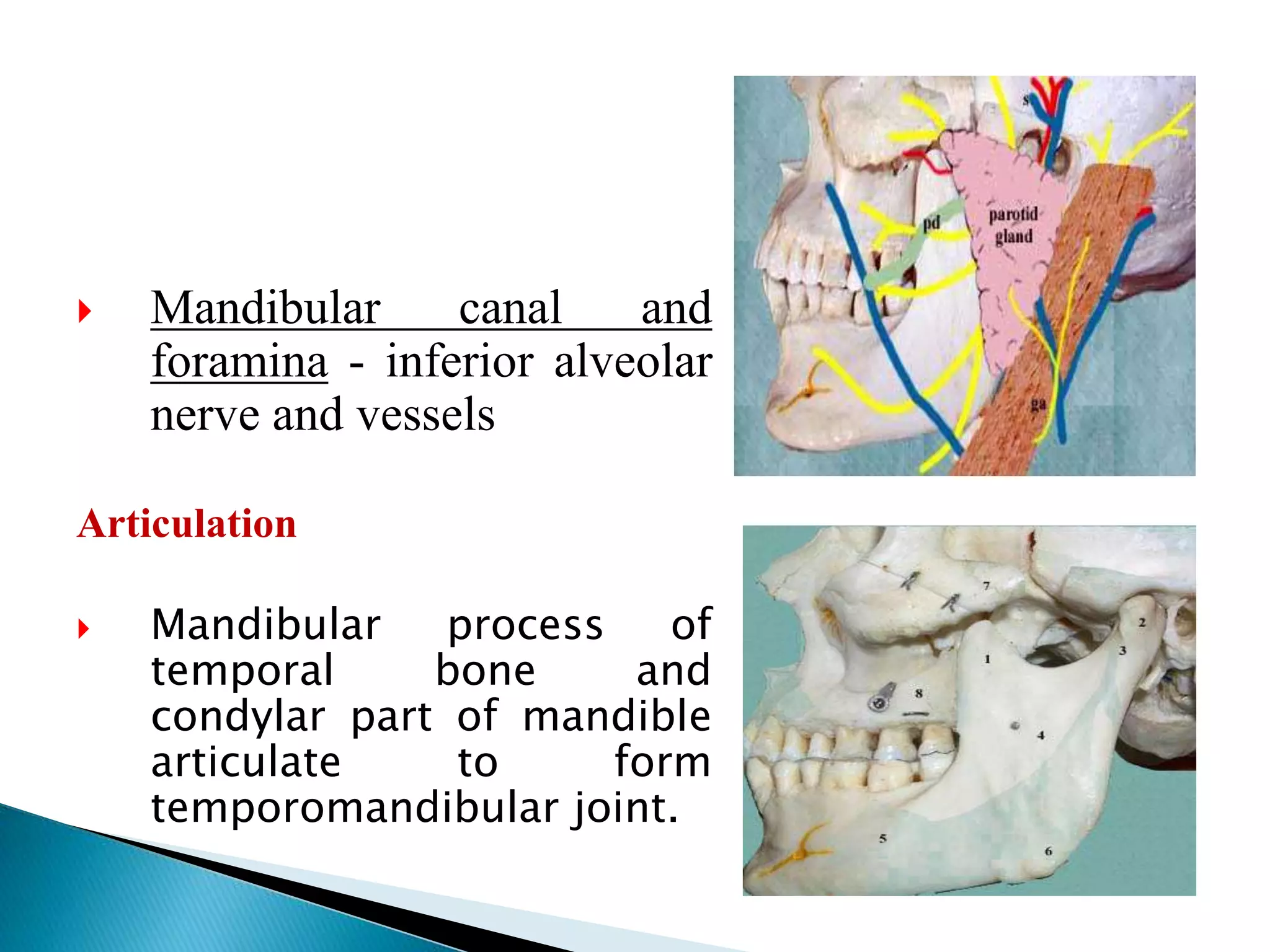 Anatomy and Development of Mandible | PPTX