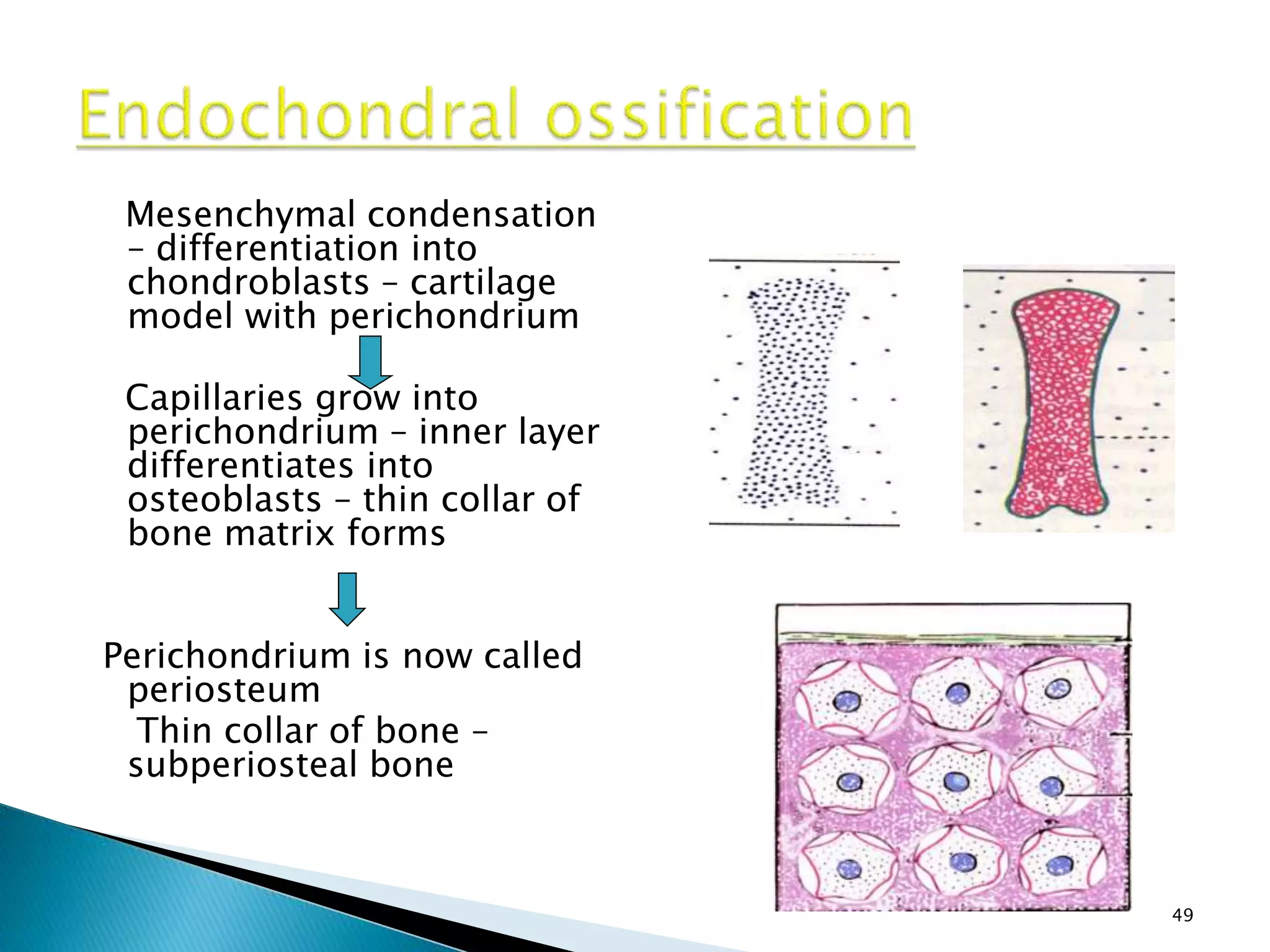 Anatomy and Development of Mandible | PPTX