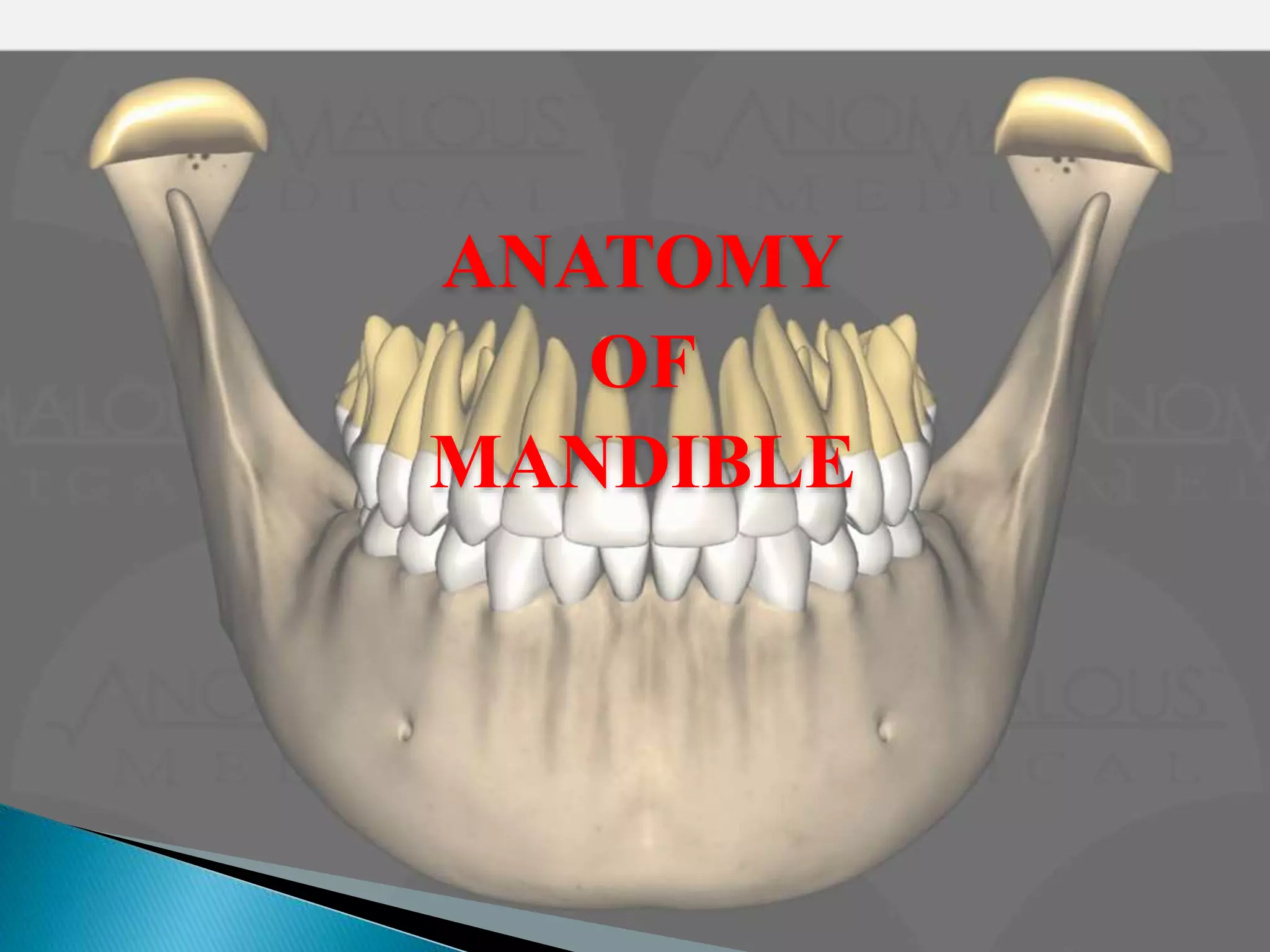 Anatomy and Development of Mandible | PPTX