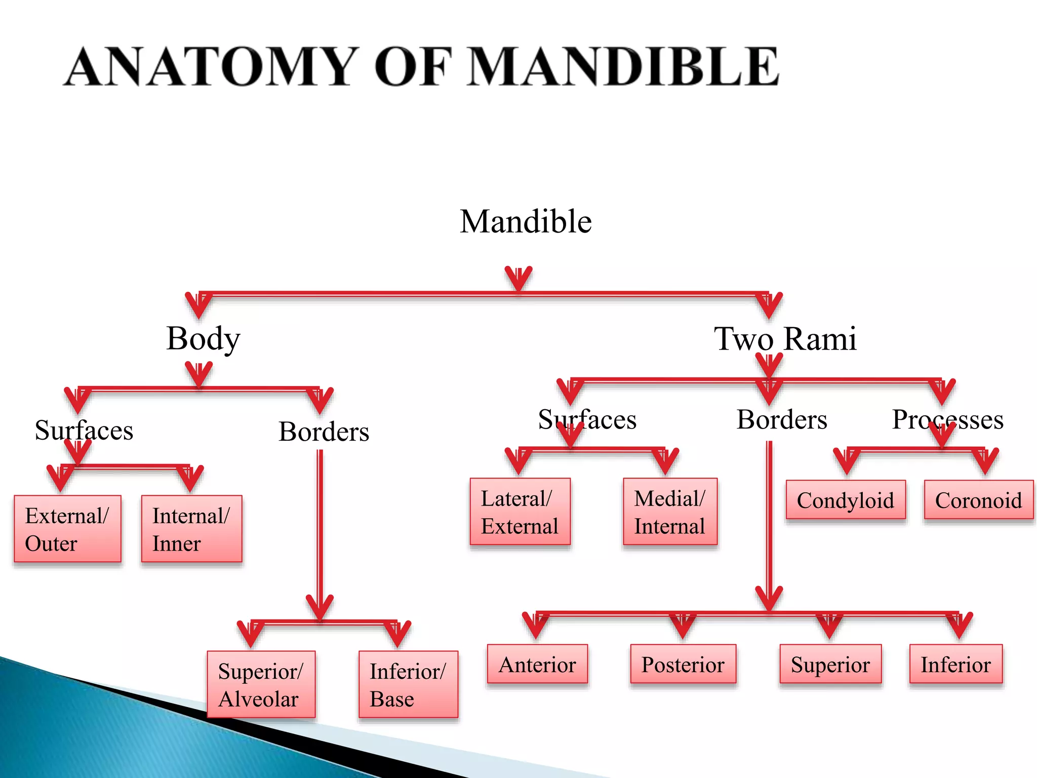 Anatomy and Development of Mandible | PPTX