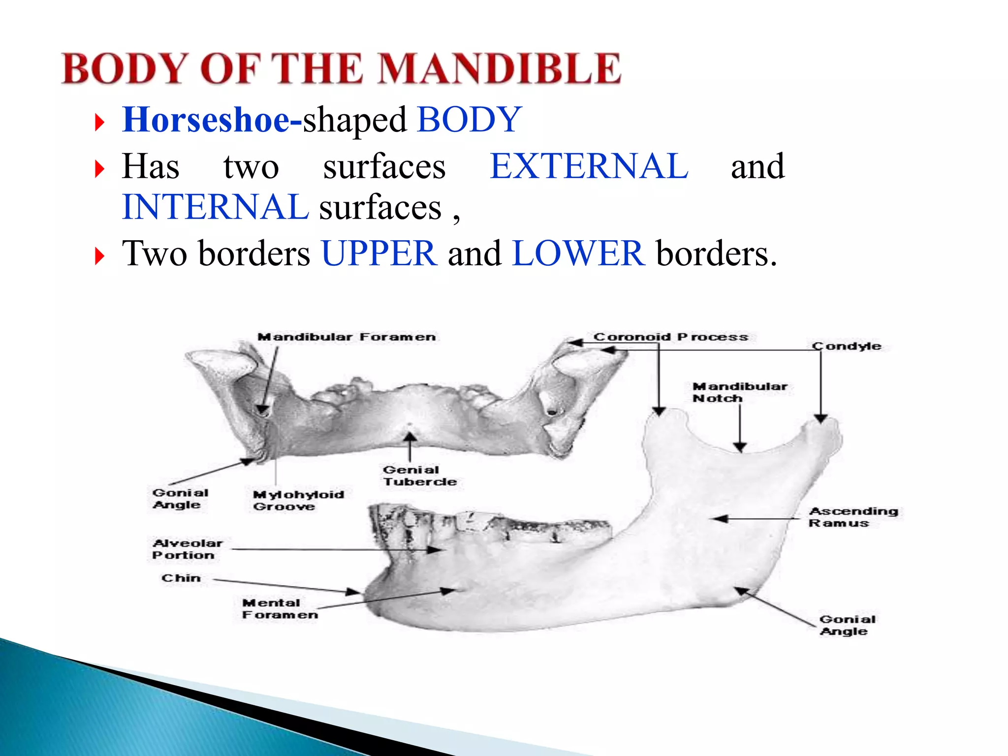 Anatomy and Development of Mandible | PPTX