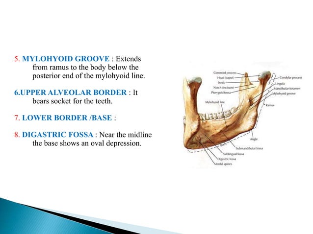 Anatomy and Development of Mandible | PPTX | Dental Health | Diseases ...