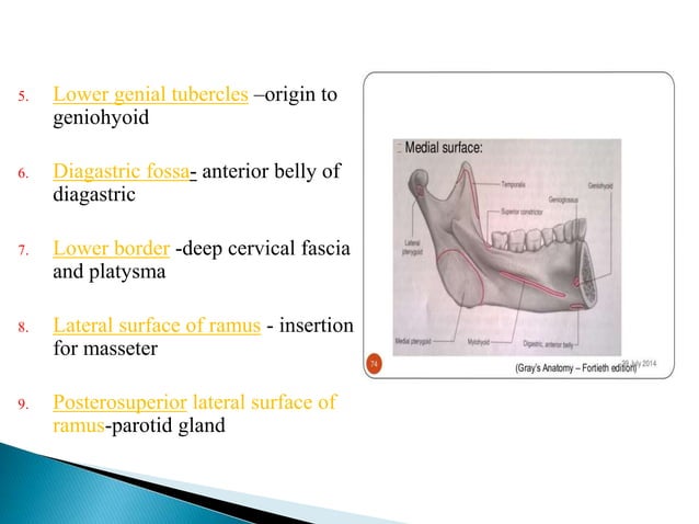 Anatomy and Development of Mandible | PPTX | Dental Health | Diseases ...