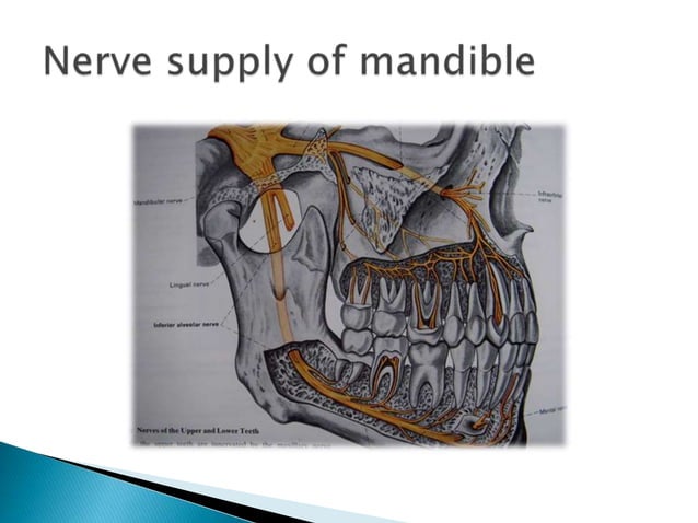 Anatomy and Development of Mandible | PPTX | Dental Health | Diseases ...