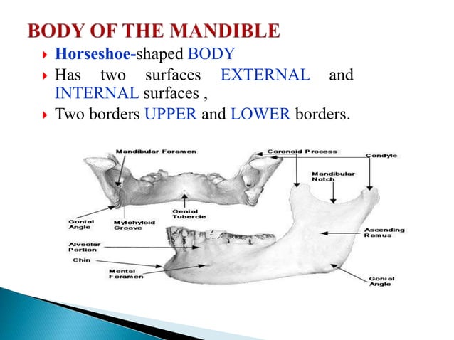 Anatomy and Development of Mandible | PPTX | Dental Health | Diseases ...