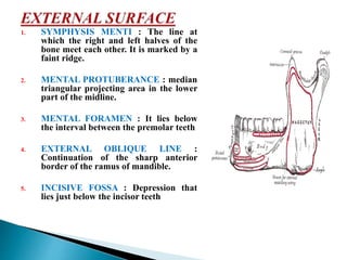 Anatomy and Development of Mandible | PPTX